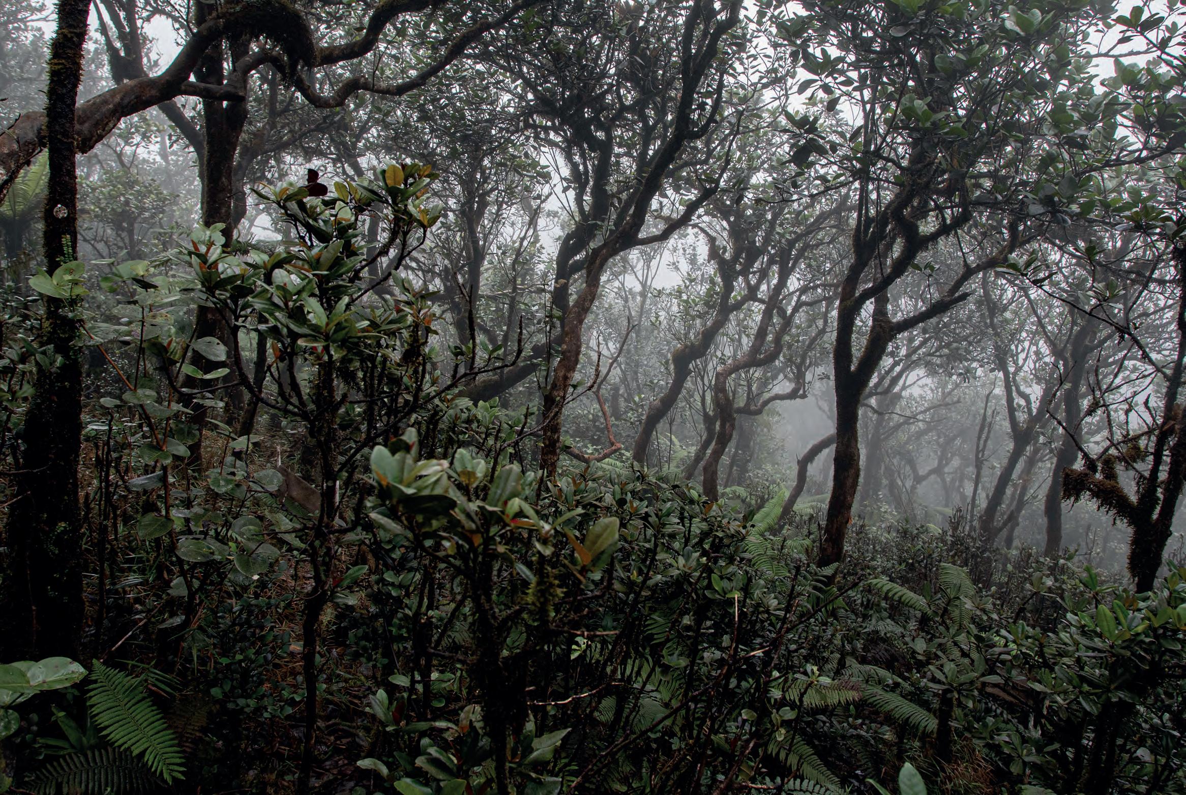 Historia y evolución de la ecología a lo largo del tiempo